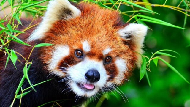 Nepal successfully conducts GPS collaring of 10 red pandas - Nepal