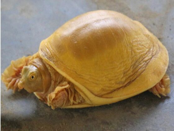 A Rare, Golden Turtle Discovered in Nepal For First Time