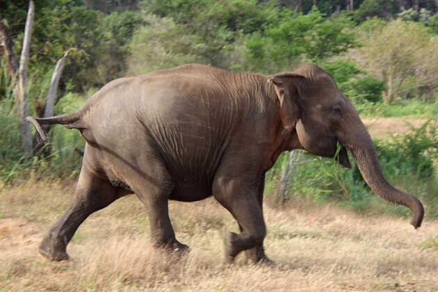 Parsa National Park - Wonders of Nepal - Beautiful National Park
